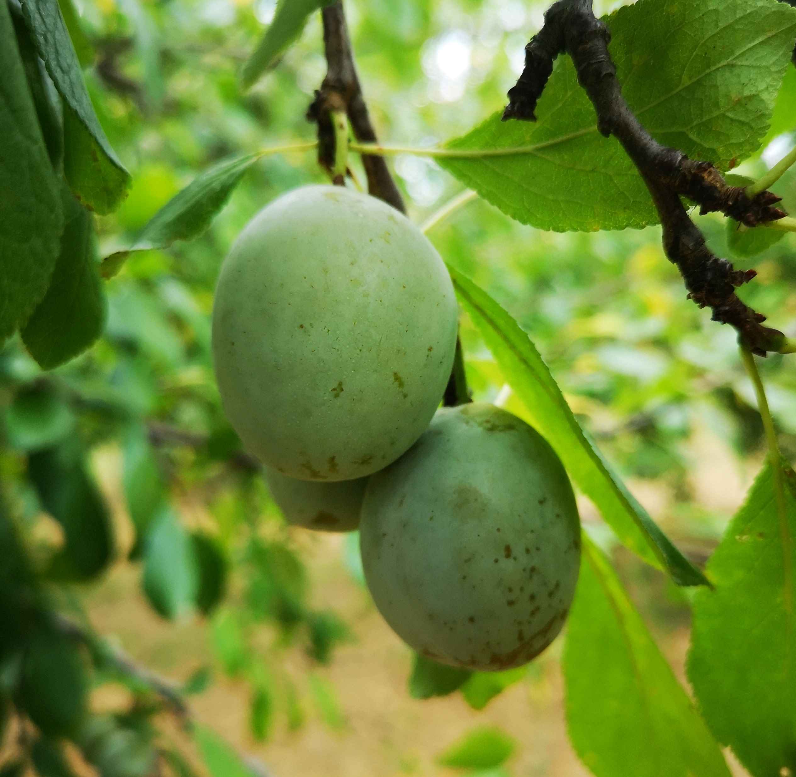 Prune Ente blanche – le jardin des intuitions