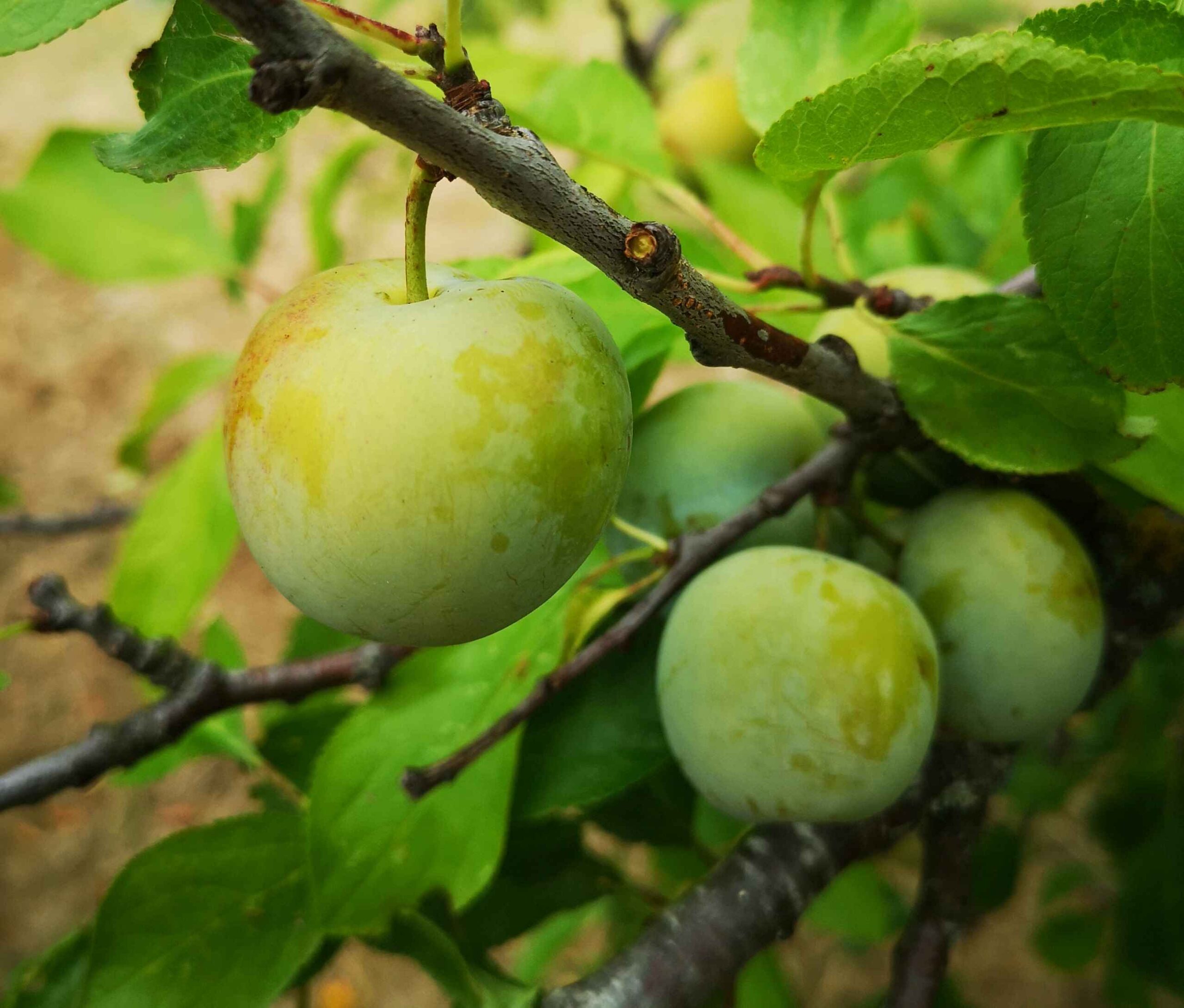 Prune Reine Claude Dorée – le jardin des intuitions